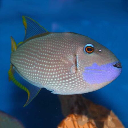 Blue Throat Trigger – Aquarium Reefers