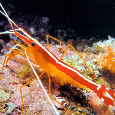 Cleaner Shrimp – Aquarium Reefers