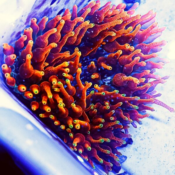 Black Widow Bubble Tip Anemone – Aquarium Reefers