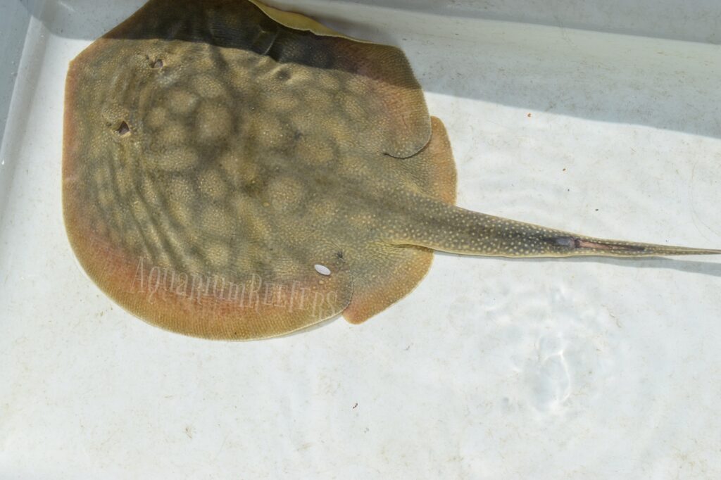 Round Stingrays – Aquarium Reefers