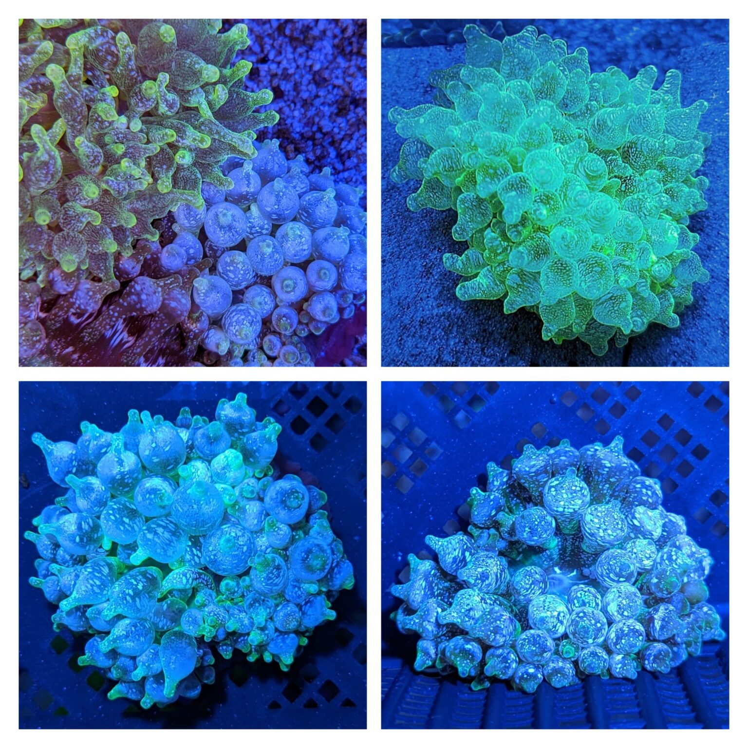 Black Widow Bubble Tip Anemone – Aquarium Reefers