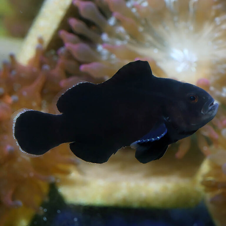 Captive Bred Marine Fish – Page 2 – Aquarium Reefers