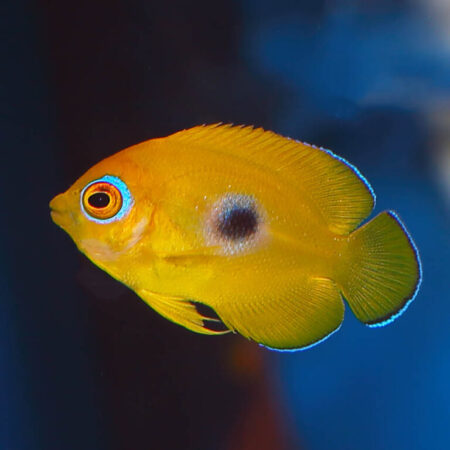 Tank Bred Lemon Peel Angelfish – Aquarium Reefers