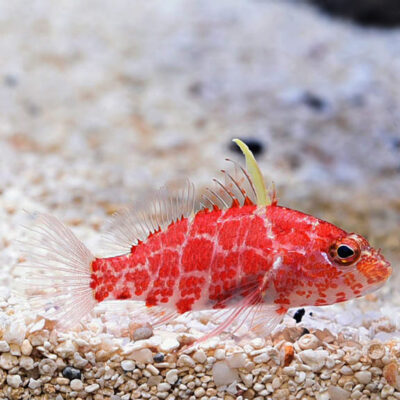 Saltwater Fish – Aquarium Reefers