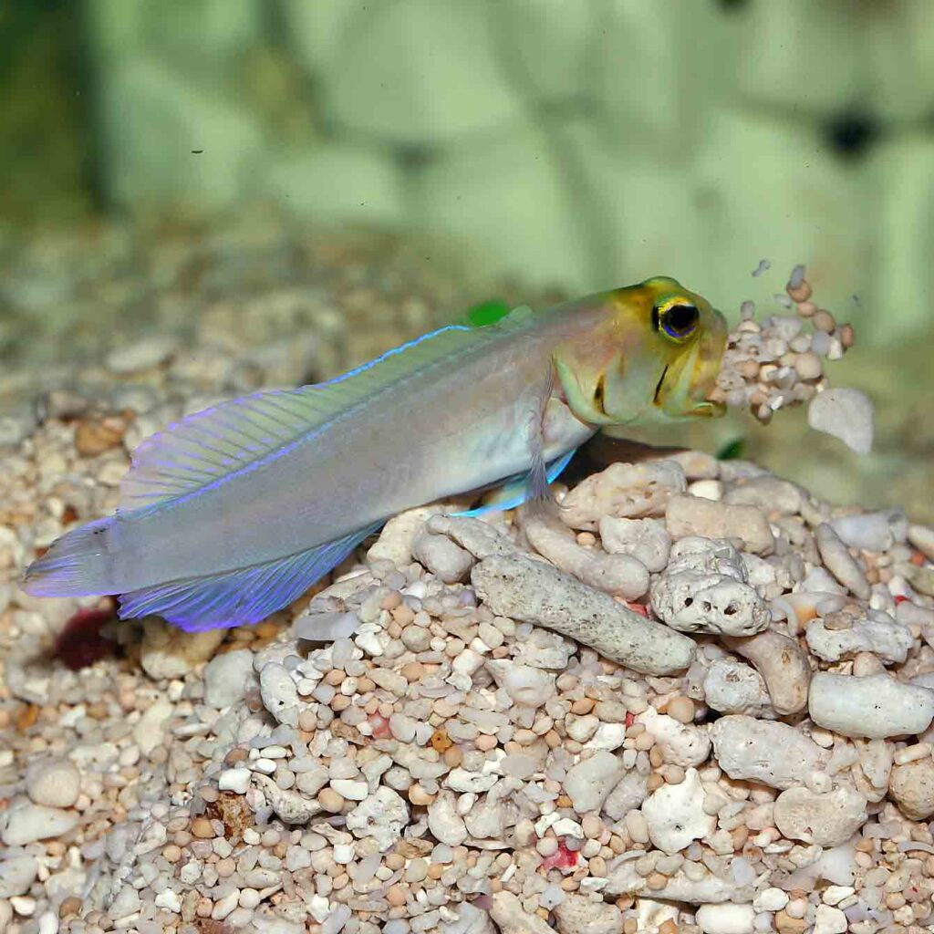 Yellowhead Jawfish – Aquarium Reefers