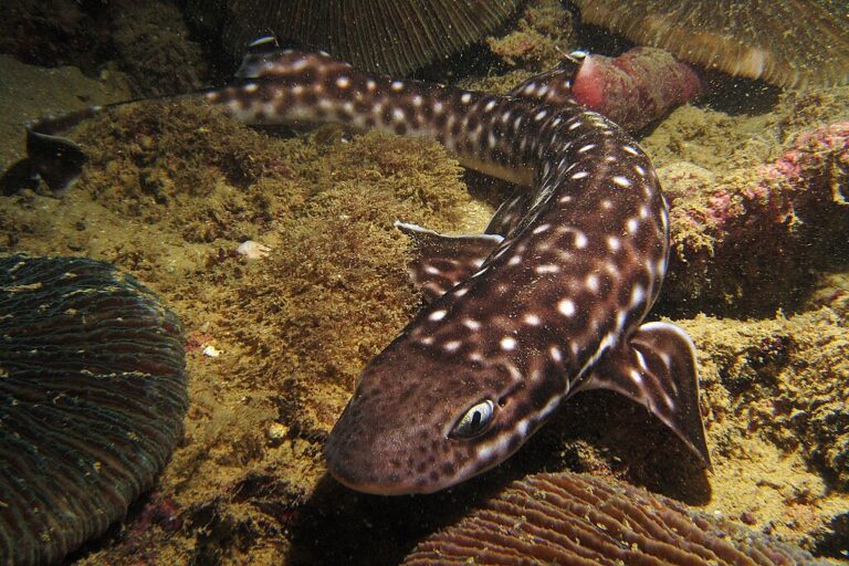 Marble Coral Cat Shark – Aquarium Reefers
